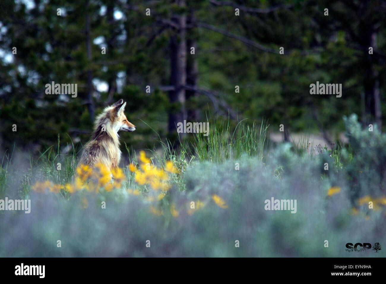 Light yellow hi-res stock photography and images - Alamy