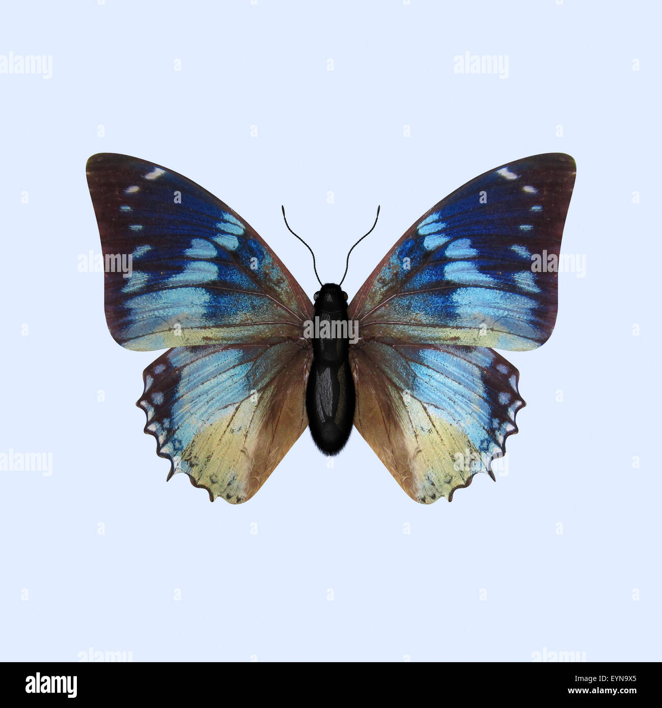 Nymphalidae hi-res stock photography and images - Alamy