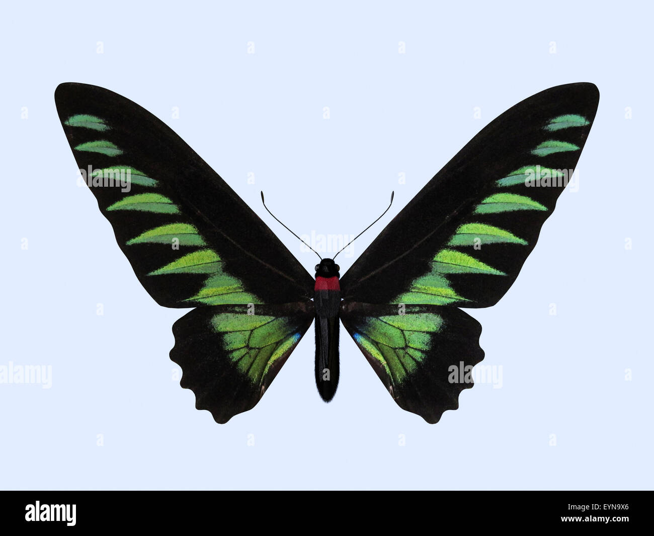 Rajah Brooke's Birdwing. The Three-dimensional Birdwing Butterfly ...