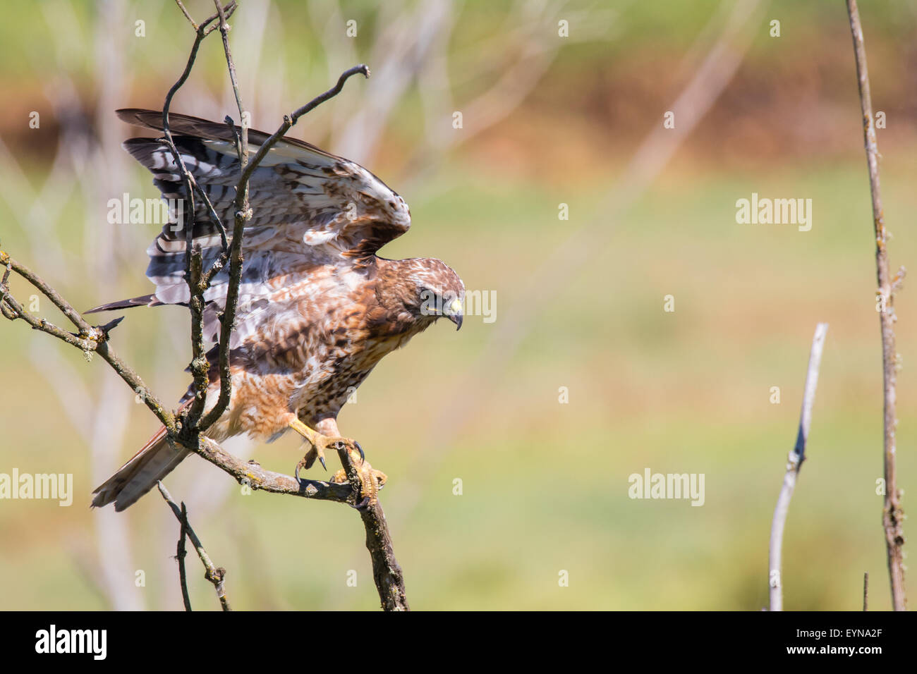 A Red-Tailed Hawk perches on a dead tree limb searching for prey Stock ...