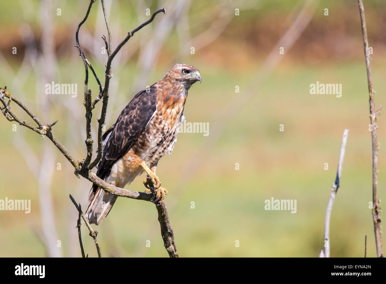 A Red-Tailed Hawk perches on a dead tree limb searching for prey Stock ...