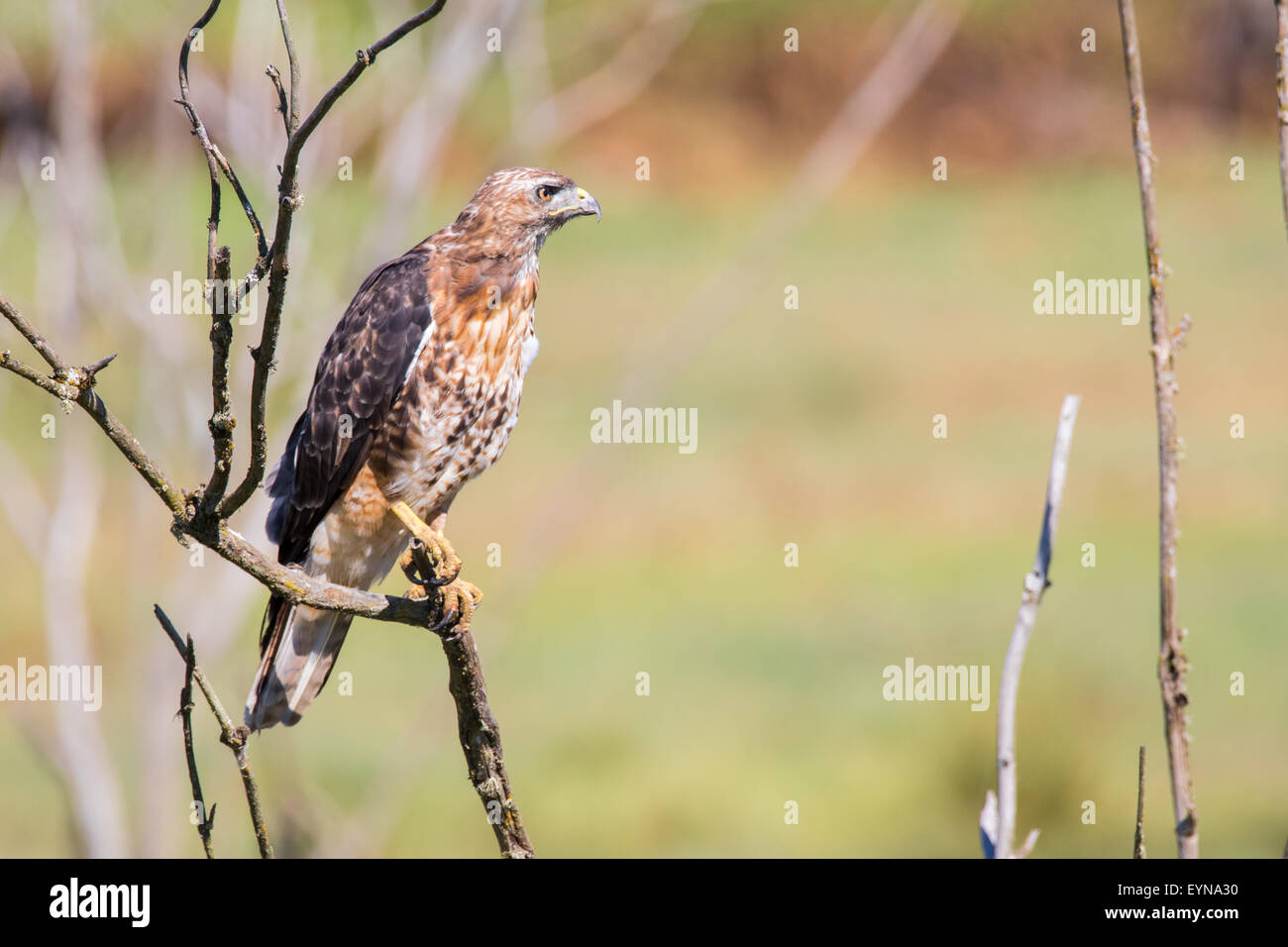 A Red-Tailed Hawk perches on a dead tree limb searching for prey Stock ...