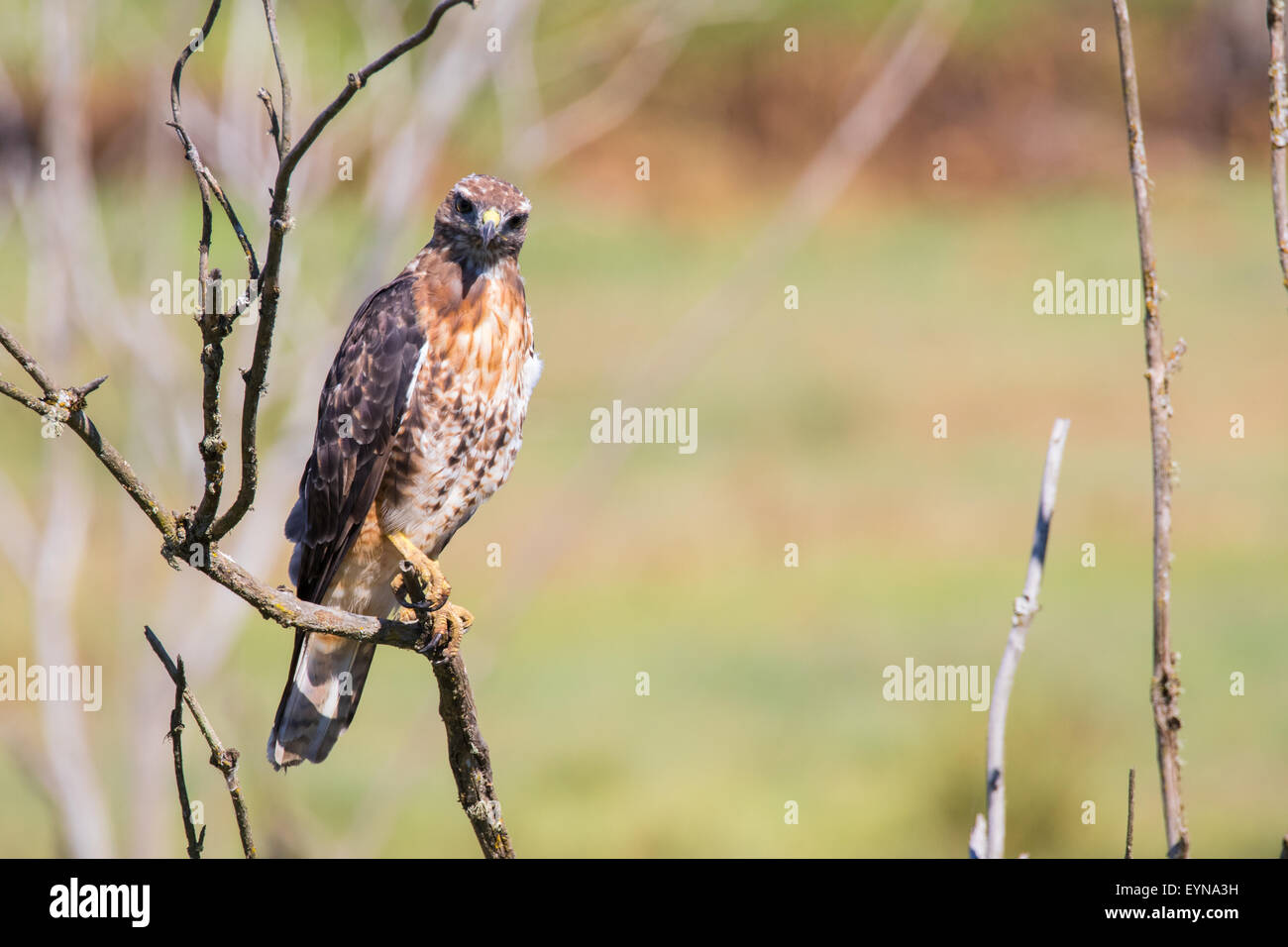 A Red-Tailed Hawk perches on a dead tree limb searching for prey Stock ...