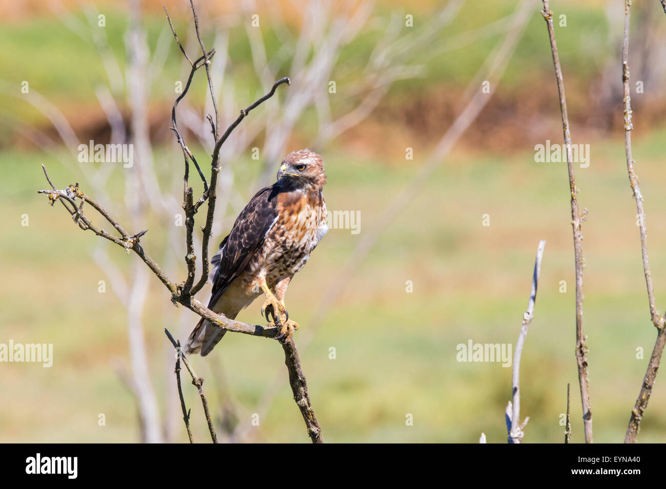 A Red-Tailed Hawk perches on a dead tree limb searching for prey Stock ...