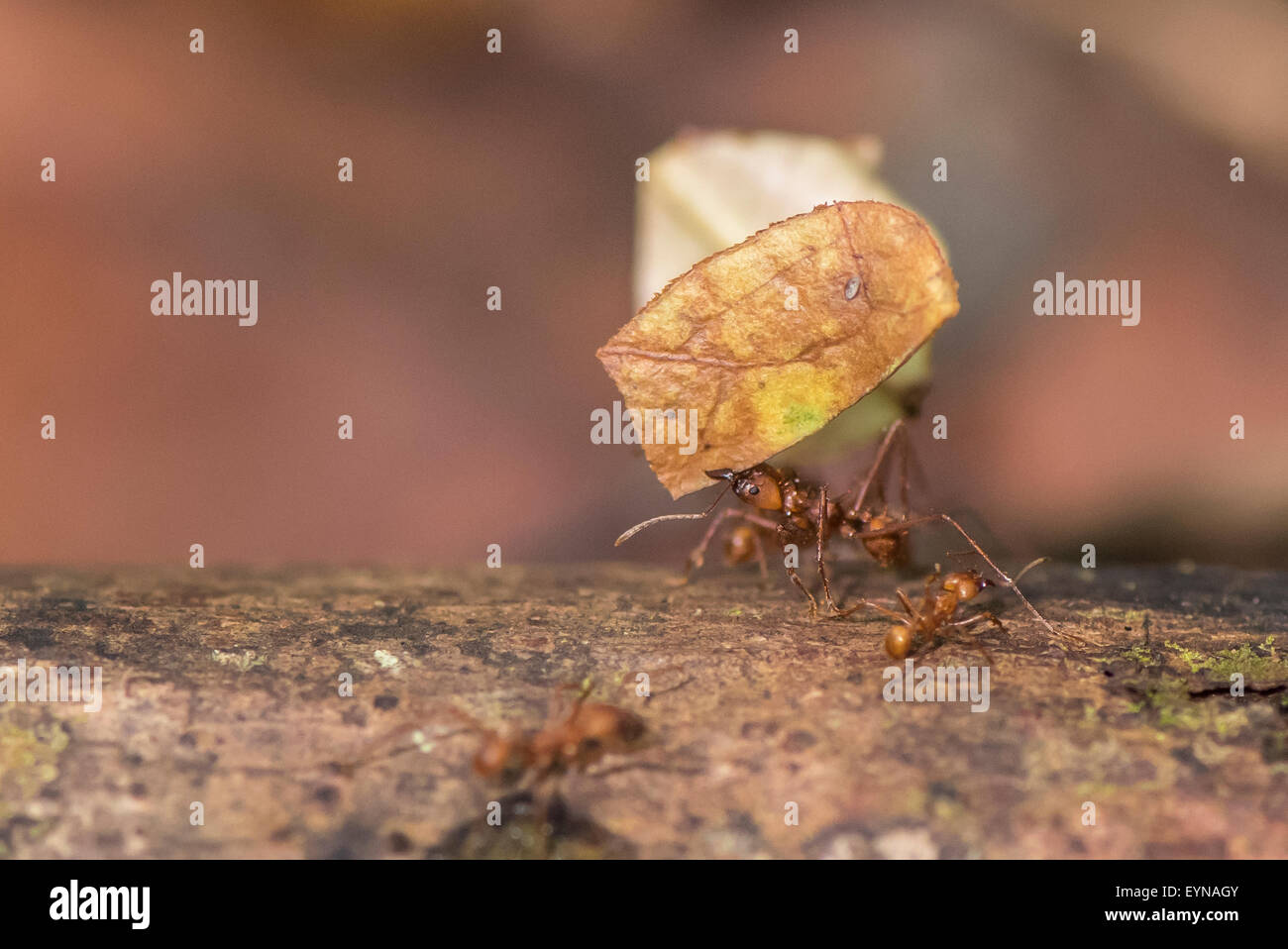 Leaf-cutter ants returning to their nest after foraging Stock Photo - Alamy