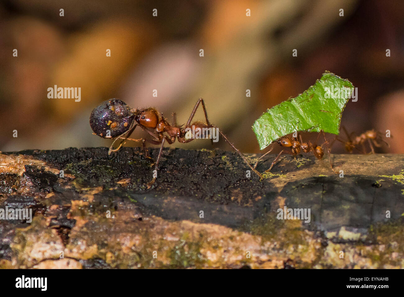 Leaf-cutter ants returning to their nest after foraging Stock Photo - Alamy