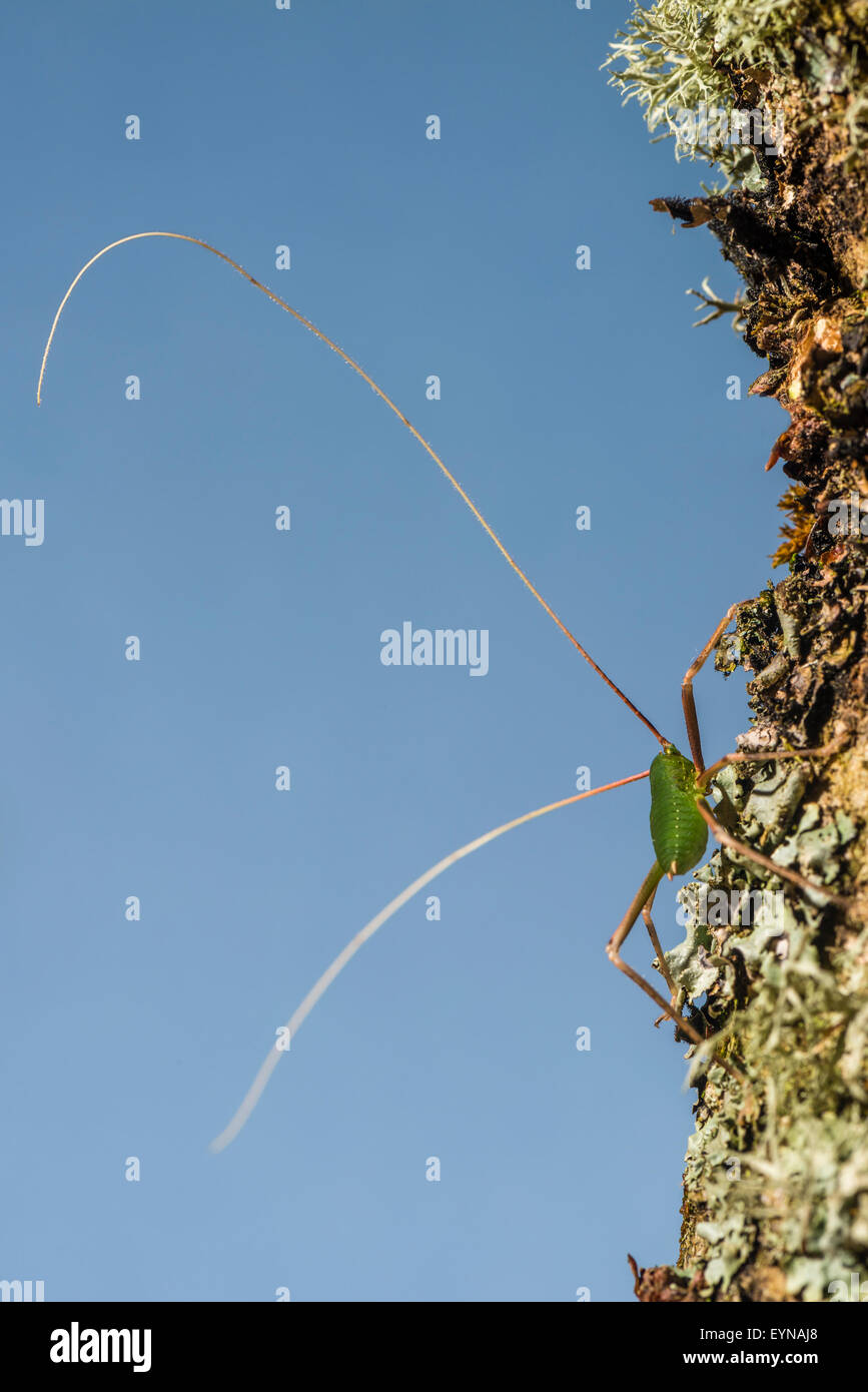A Giant Malaysian Katydid Stock Photo - Alamy