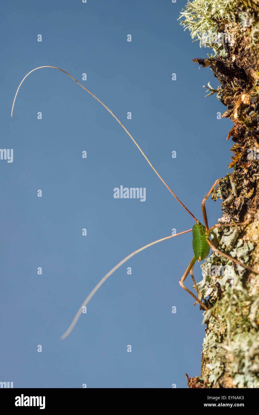 A Giant Malaysian Katydid Stock Photo - Alamy