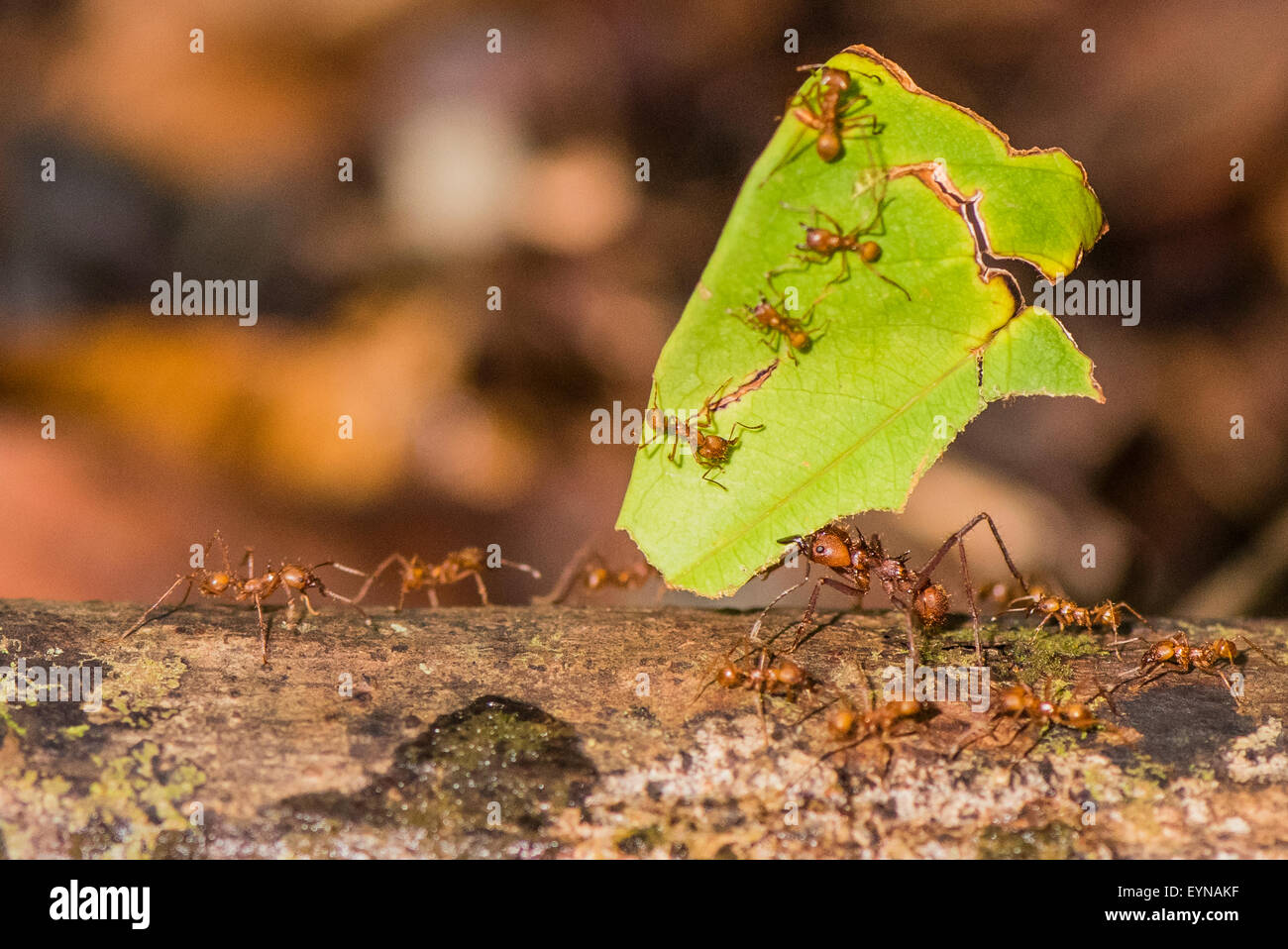 Leaf-cutter ants returning to their nest after foraging Stock Photo - Alamy