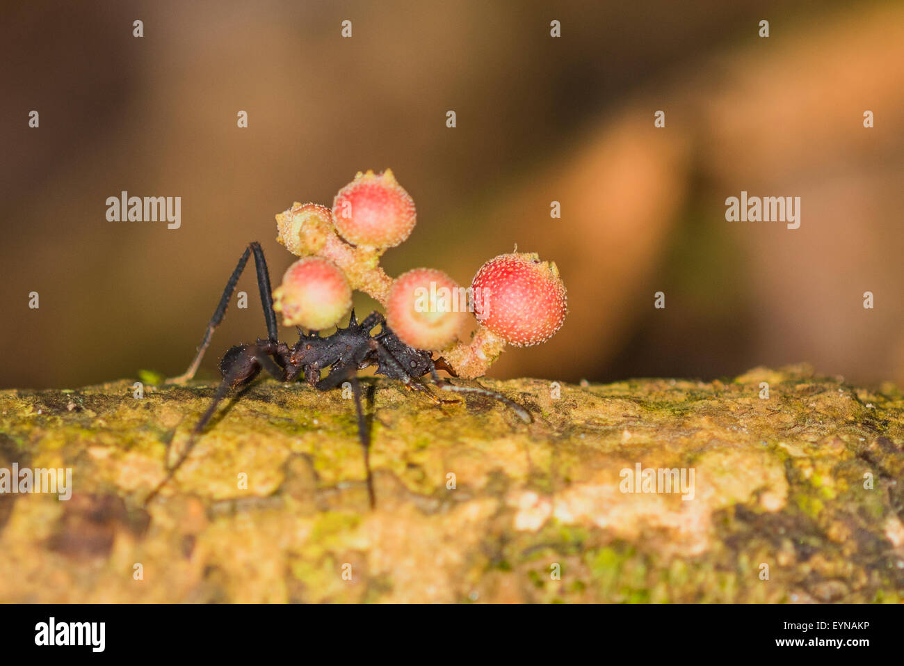 A Leaf-cutter ant returning to its nest after foraging Stock Photo - Alamy