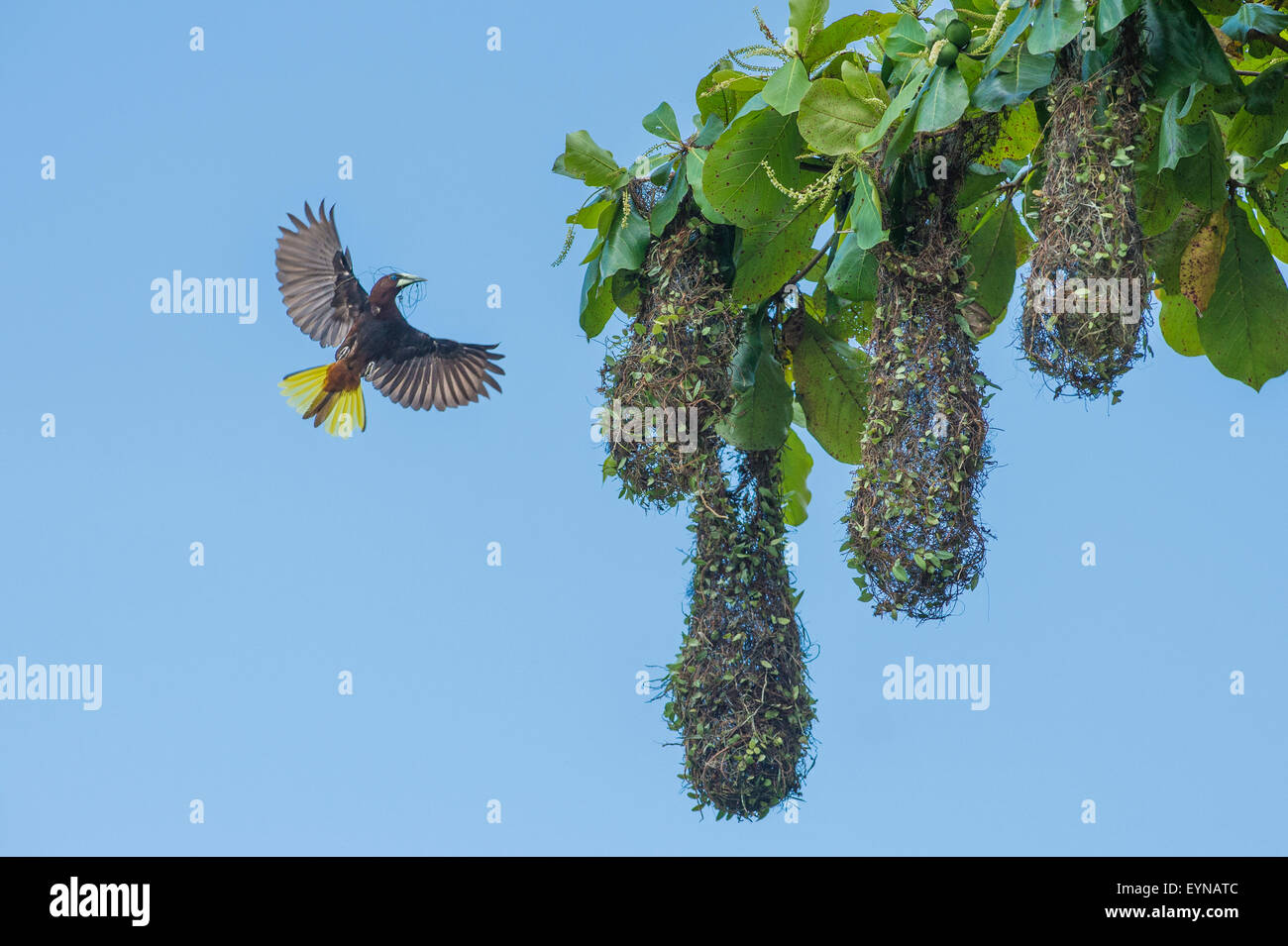 A Chestnut-headed Oropendolas building its nest Stock Photo - Alamy