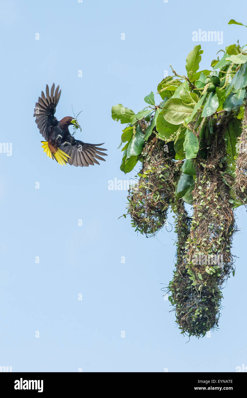 Chestnut headed oropendola hi-res stock photography and images - Alamy