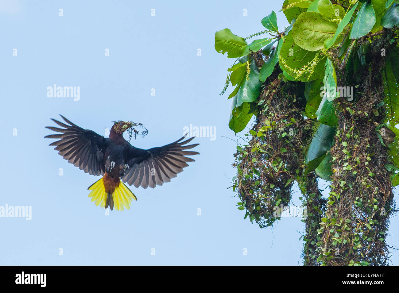 A Chestnut-headed Oropendola building its nest Stock Photo - Alamy
