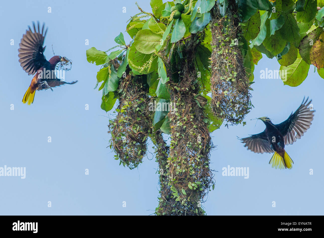 Chestnut-headed Oropendolas building their nests Stock Photo - Alamy