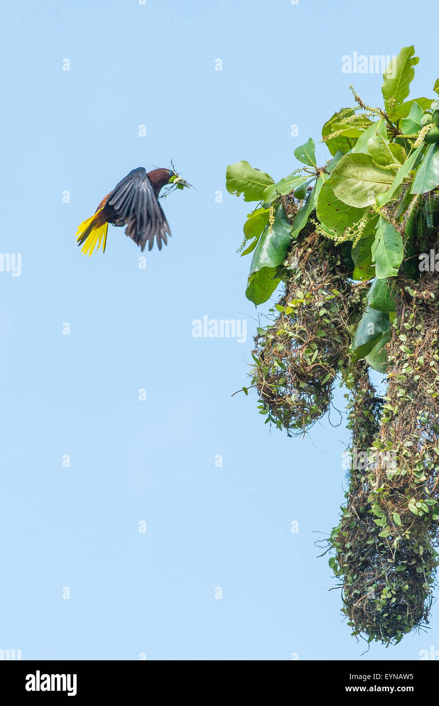 A Chestnut-headed Oropendola building its nest Stock Photo - Alamy
