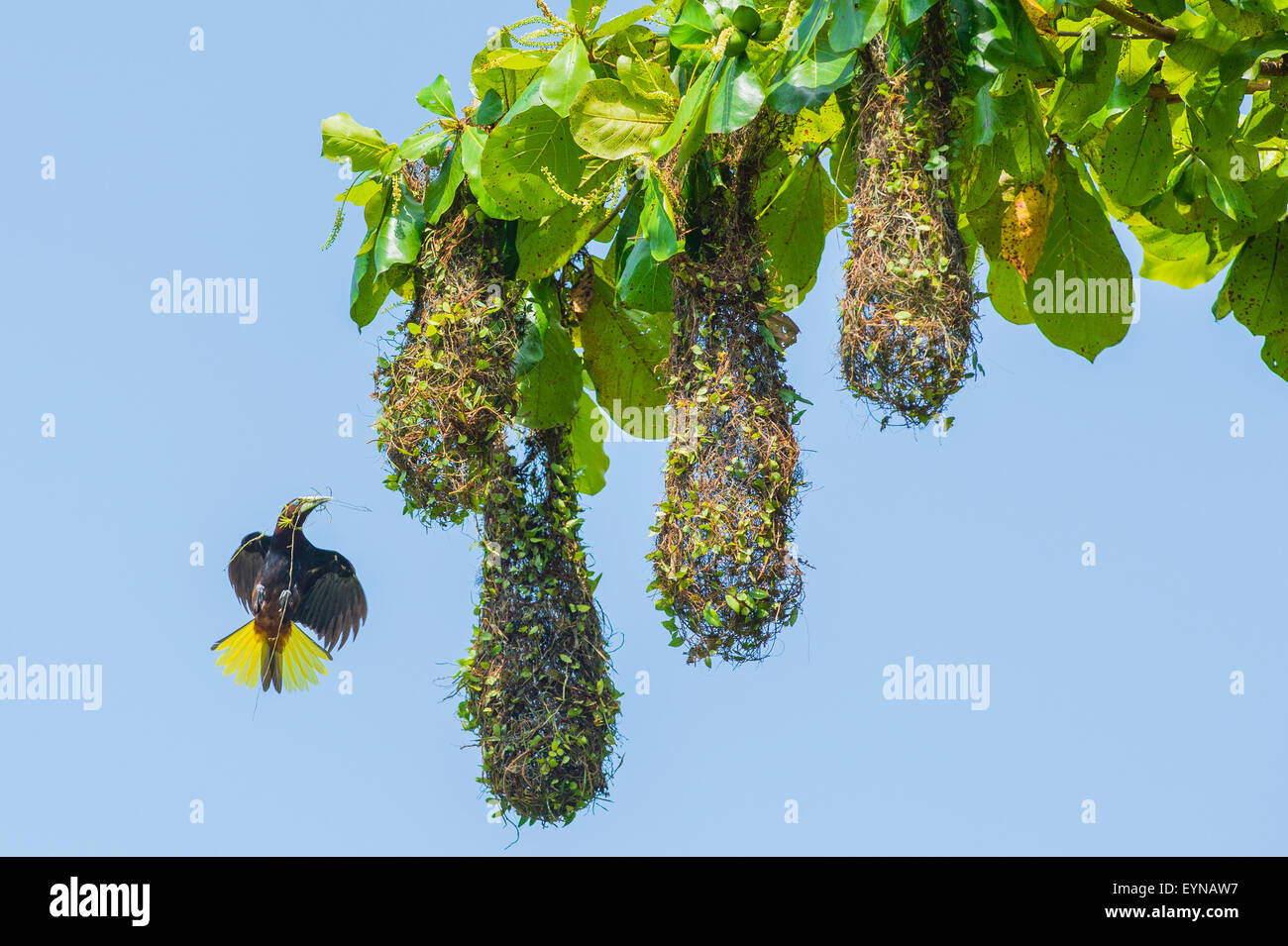 A Chestnut-headed Oropendolas building its nest Stock Photo - Alamy