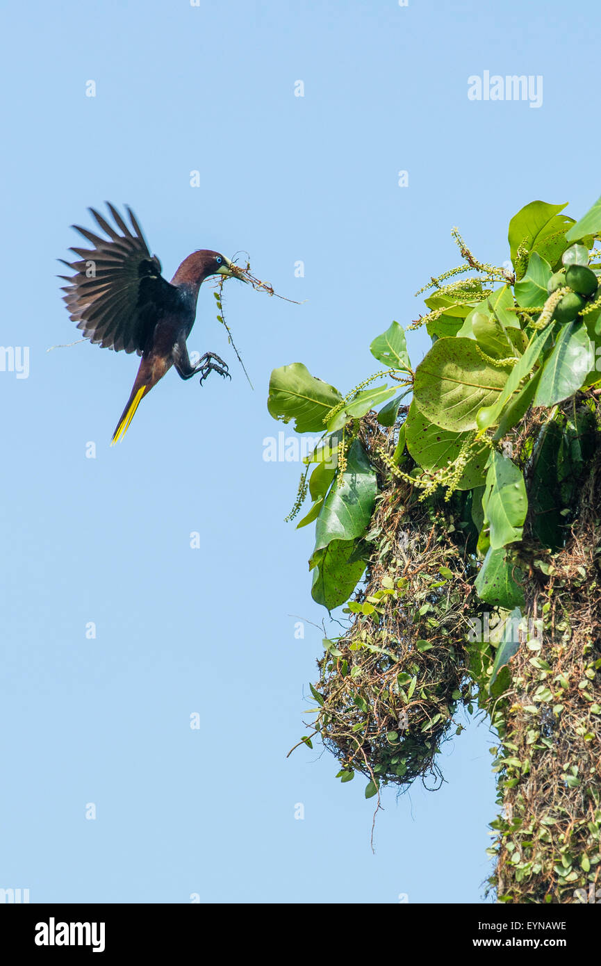 Oropendola bird nest hi-res stock photography and images - Alamy