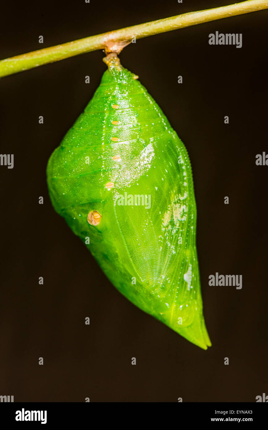 A Pupa of the Blue-frosted Banner butterfly Stock Photo - Alamy