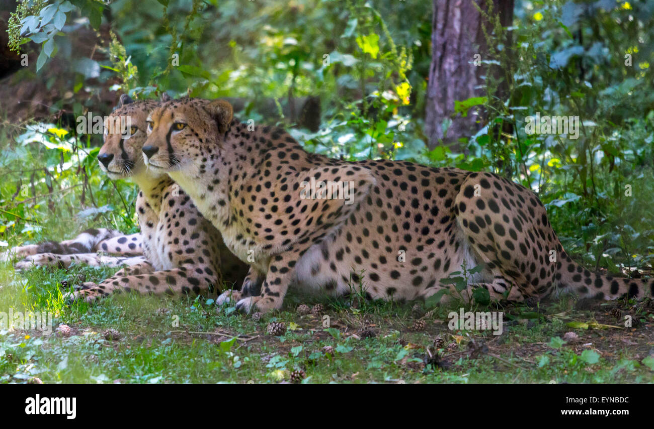 port Lympne reserve, Lympne, Kent - 1 Aug 2015.in the wake of cecil the ...