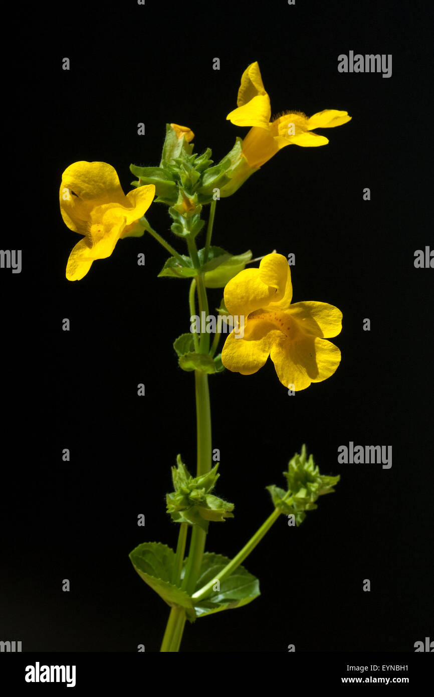 White mimulus hi-res stock photography and images - Alamy