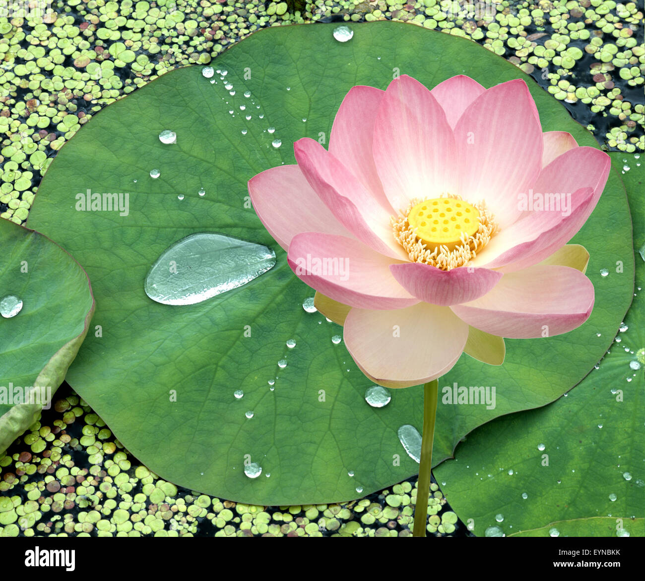 Lotosblume lotusblumen lotus nucifera hi-res stock photography and ...