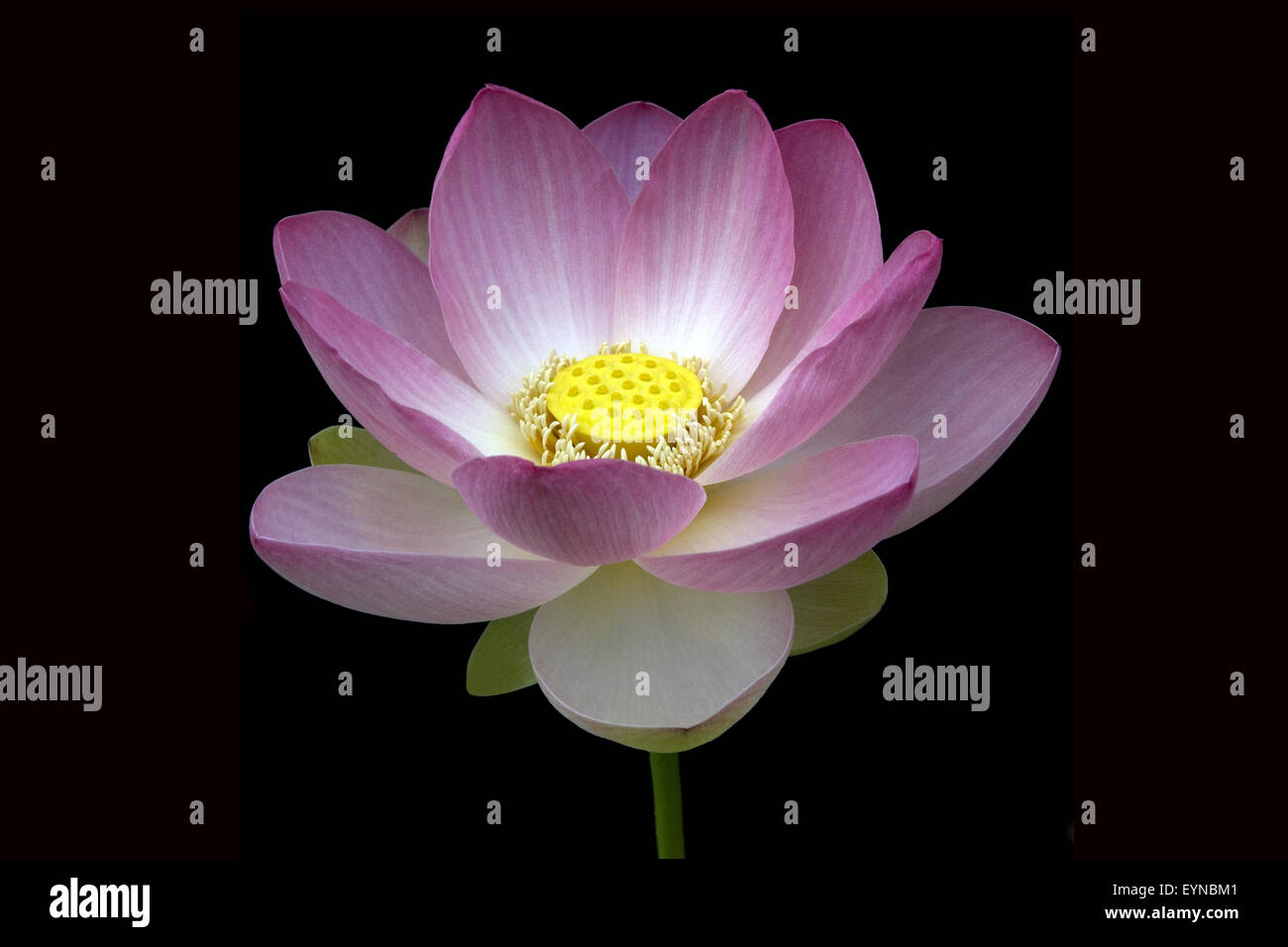 Lotusblume; Indische; Lotus nucifera Stock Photo - Alamy