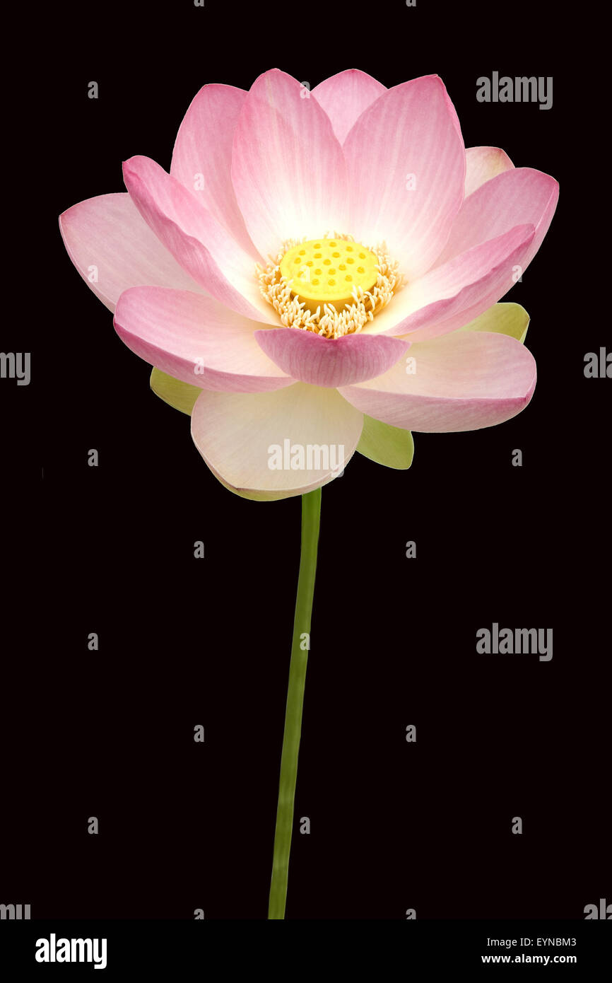 Lotus hi-res stock photography and images - Alamy