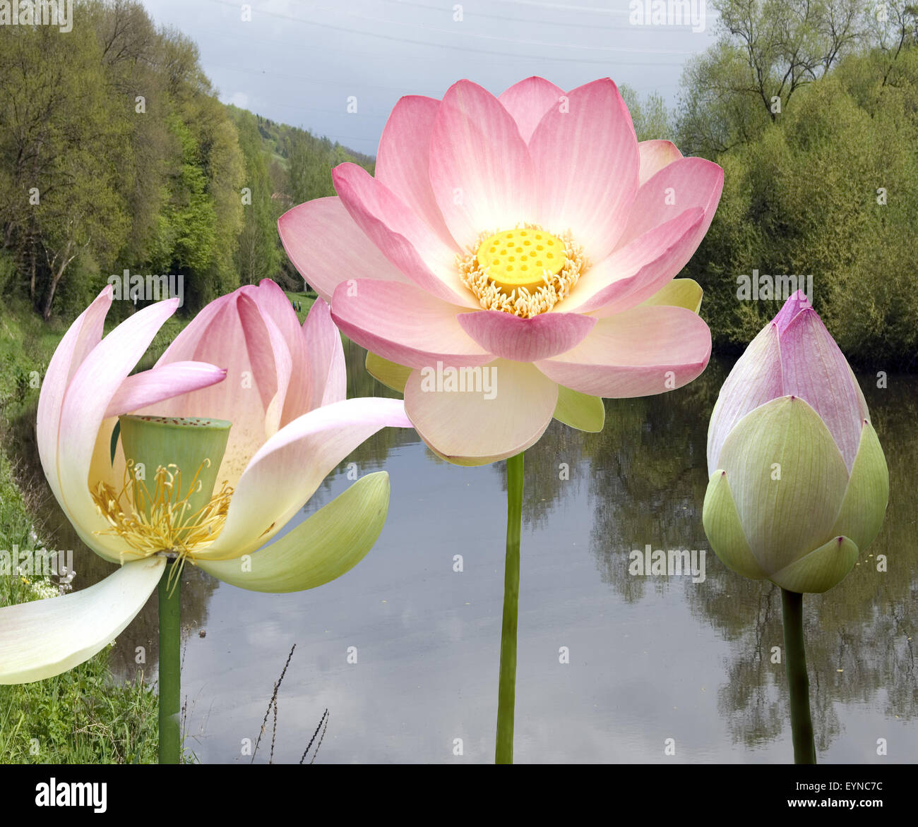 Lotosblume; Lotusblumen; Lotus nucifera Stock Photo - Alamy