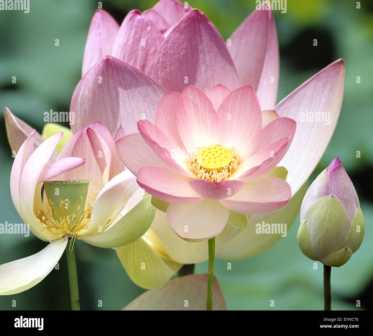 Lotosblume; Lotusblumen; Lotus nucifera Stock Photo - Alamy