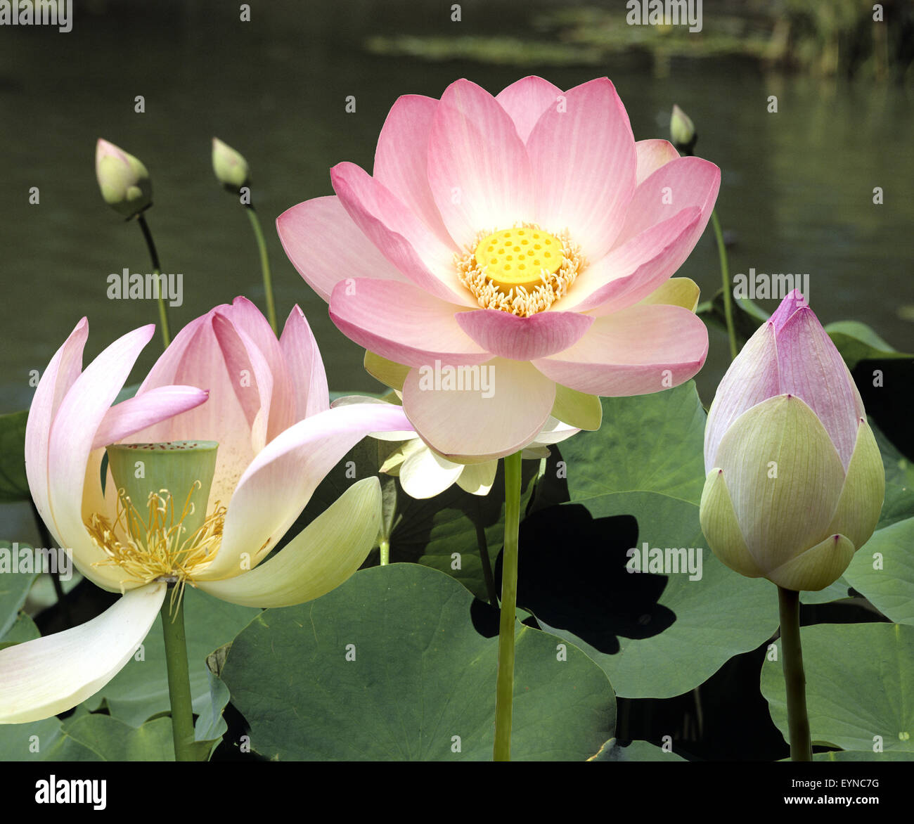 Lotosblume; Lotusblumen; Lotus nucifera Stock Photo - Alamy
