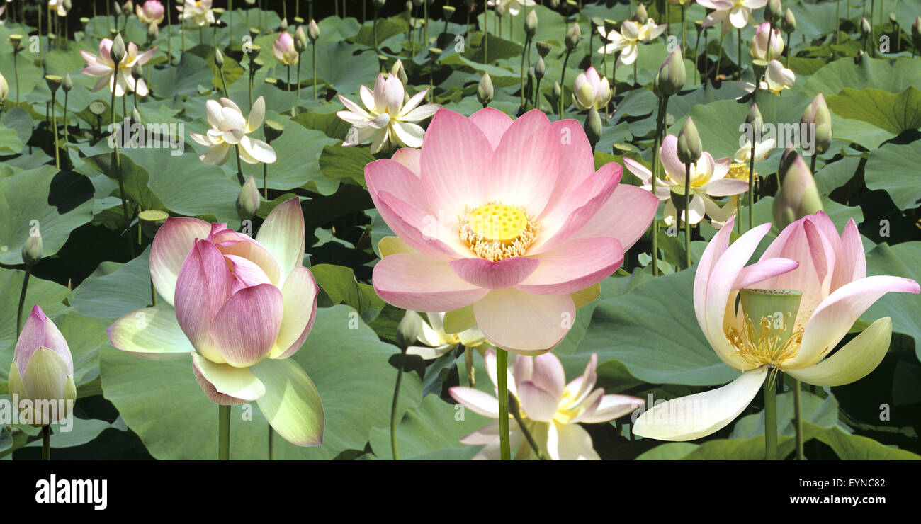 Lotosblume; Lotusblumen; Lotus nucifera Stock Photo - Alamy