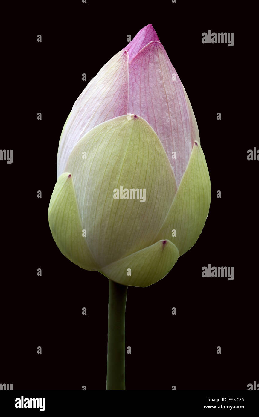 Lotosblume indische hi-res stock photography and images - Alamy