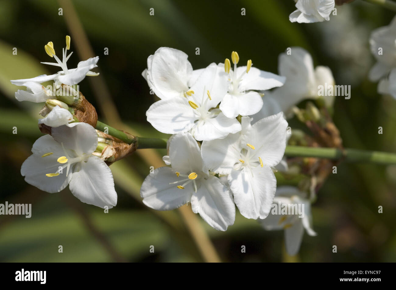 Libertia grandiflora hi-res stock photography and images - Alamy