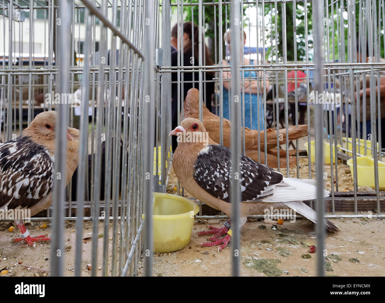 Nuremberg Lark pigeon in steel cage on street show market in Boguchwala ...