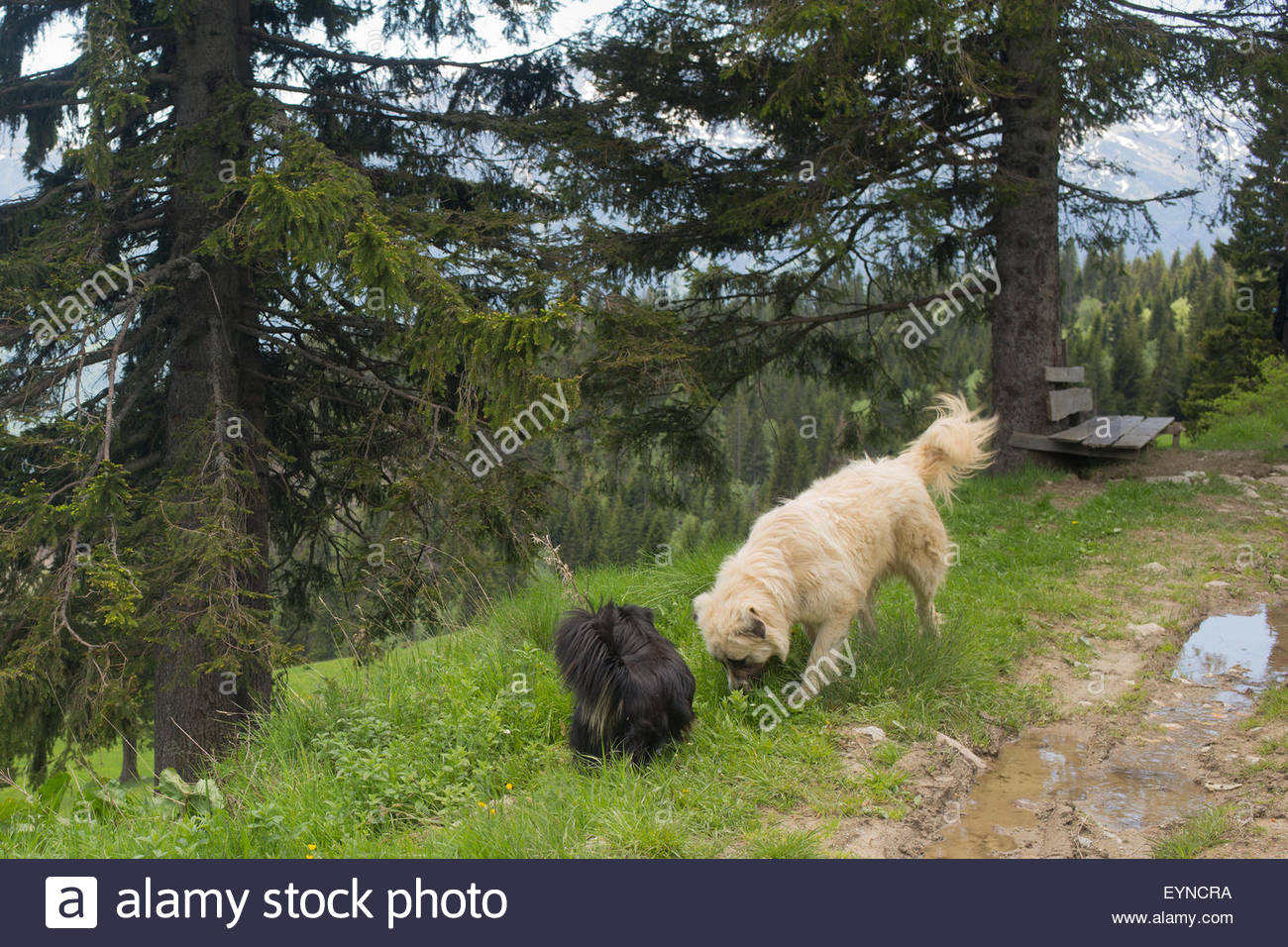 Balkan Dog Stock Photos & Balkan Dog Stock Images - Alamy