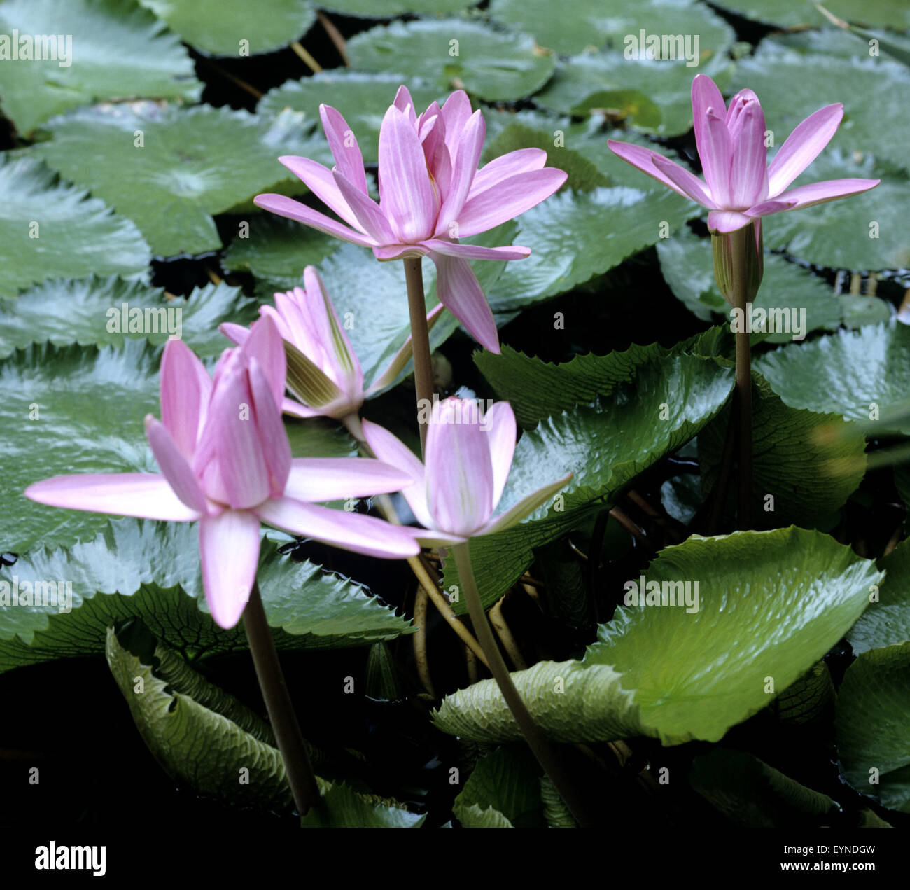 Seerose, Nymphaea stellata, Wasserpflanzen Stock Photo - Alamy