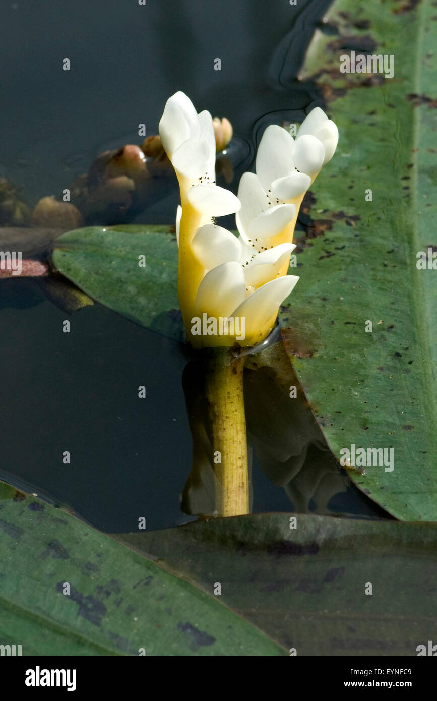 Wasseraehre, Zweizeilige, Aponogeton distachyos, Wasserpflanzen Stock ...