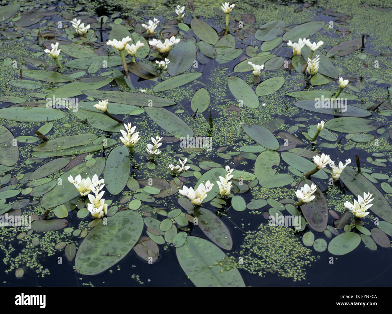 Wasseraehre, Zweizeilige, Aponogeton distachyos, Wasserpflanzen Stock ...