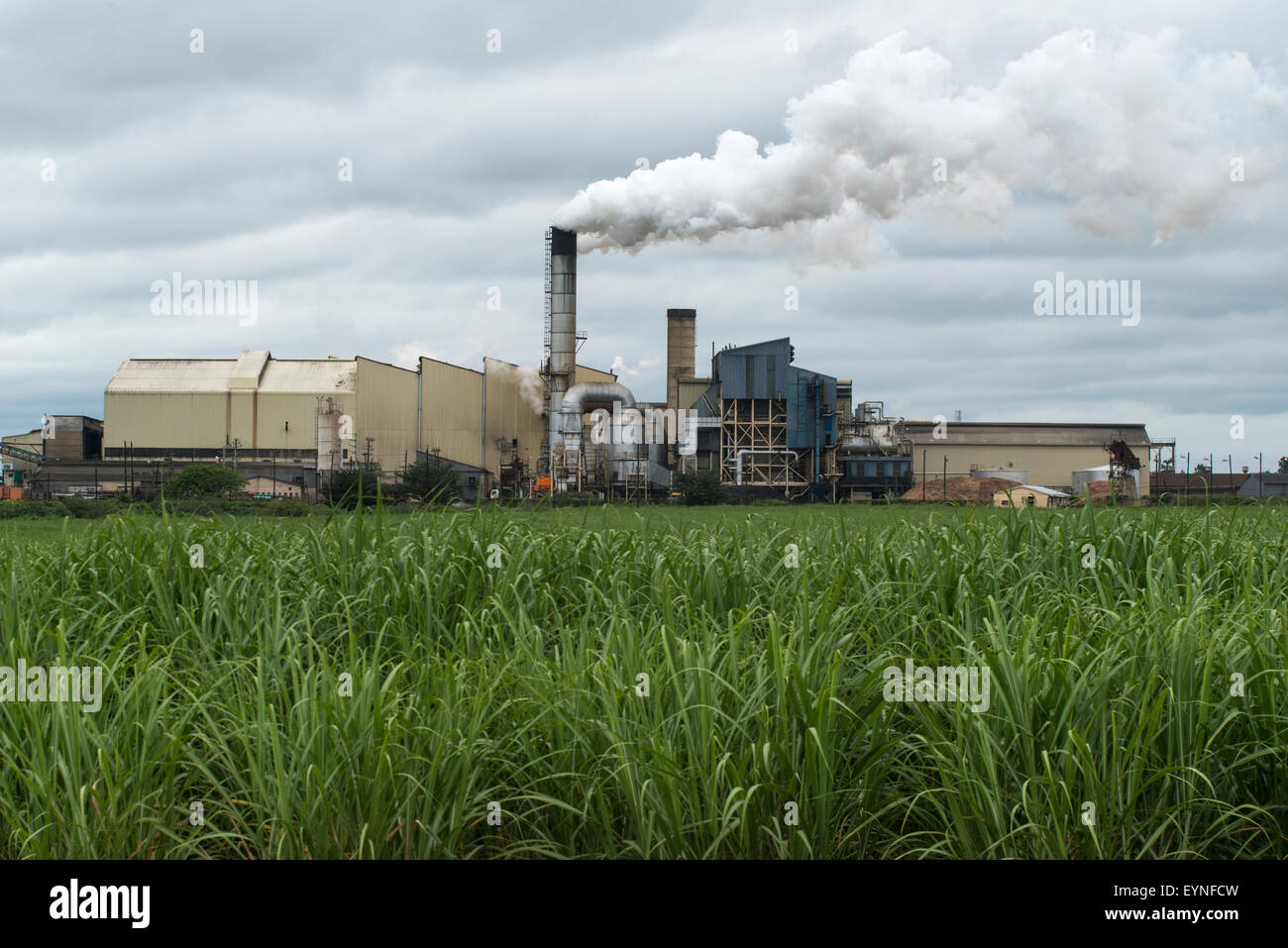Sugar mill and sugar cane field, Mhlume, Swaziland Stock Photo - Alamy
