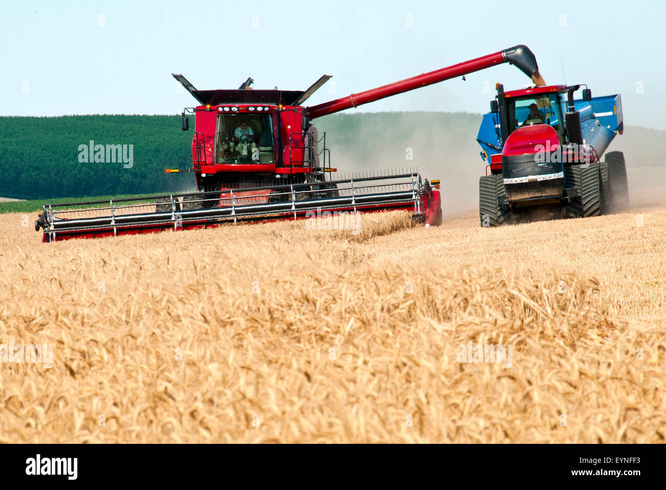 Case combine offloads grain to grain cart while harvesting grain in the ...