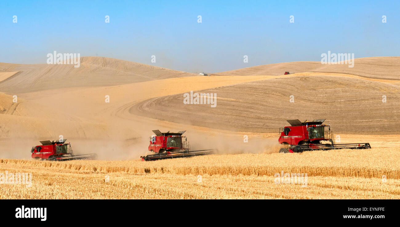 Multiple combines harvesting wheat in the Palouse region of Washington ...