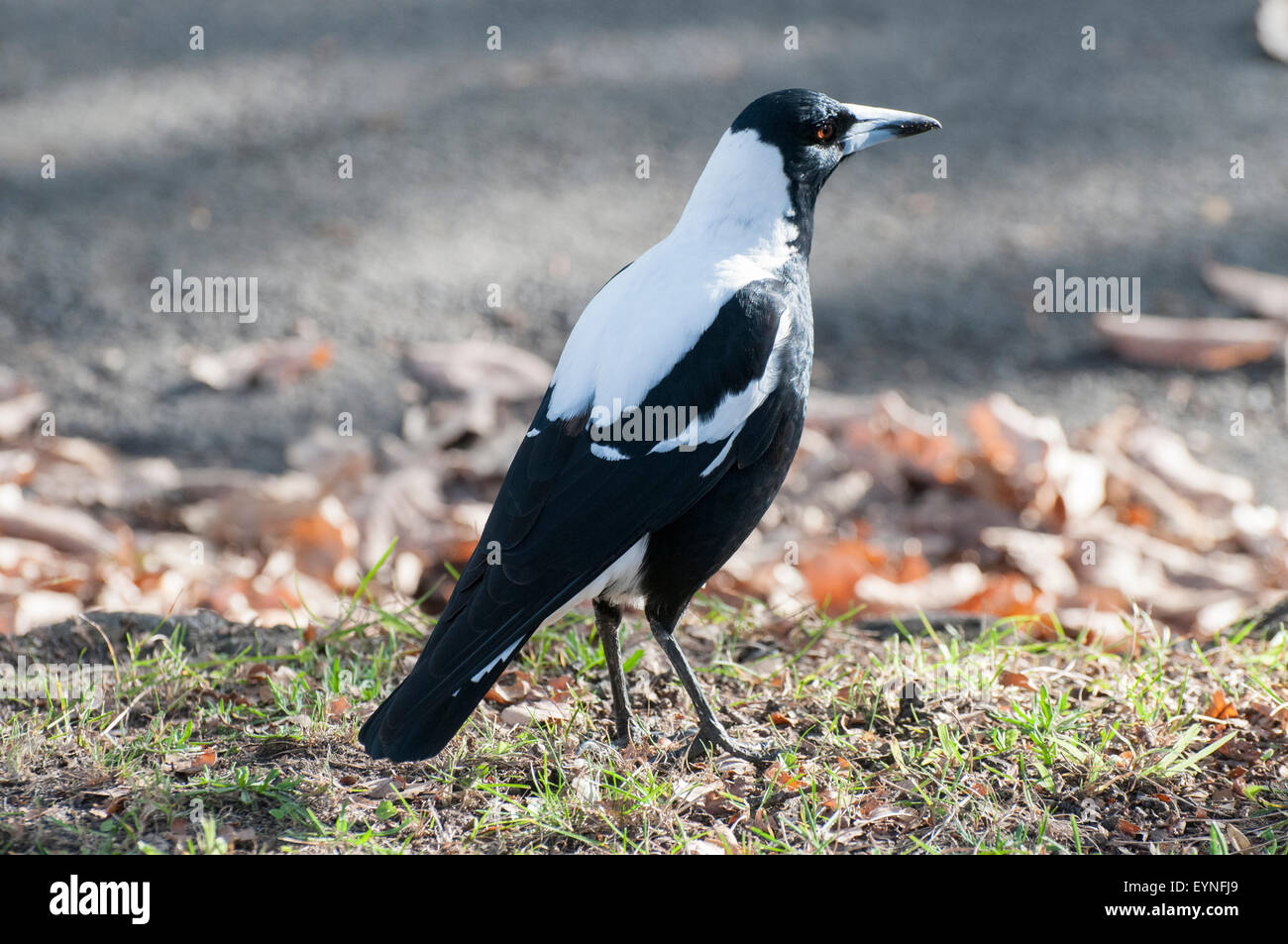 Australian magpies hi-res stock photography and images - Alamy