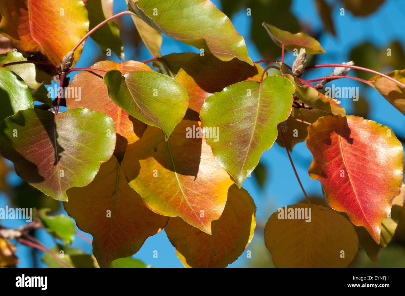 Autumnal (fall) leaves in a suburban garden, Melbourne, Australia Stock ...