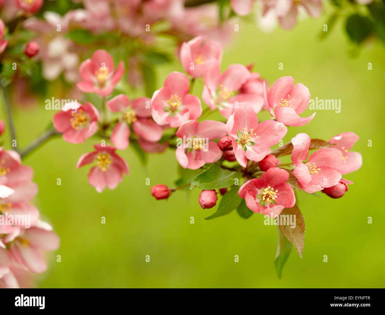 Soft background hi-res stock photography and images - Alamy
