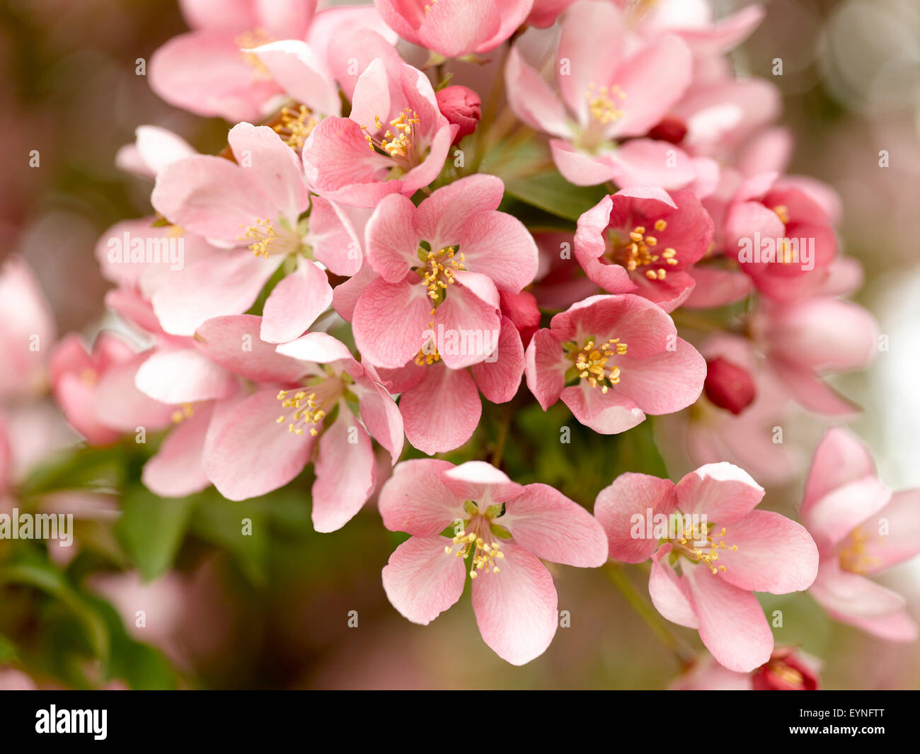 pink spring blossoms close up with soft background Stock Photo - Alamy