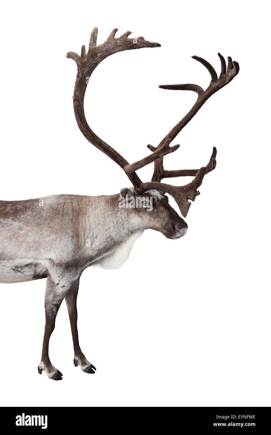 Reindeer hi-res stock photography and images - Alamy
