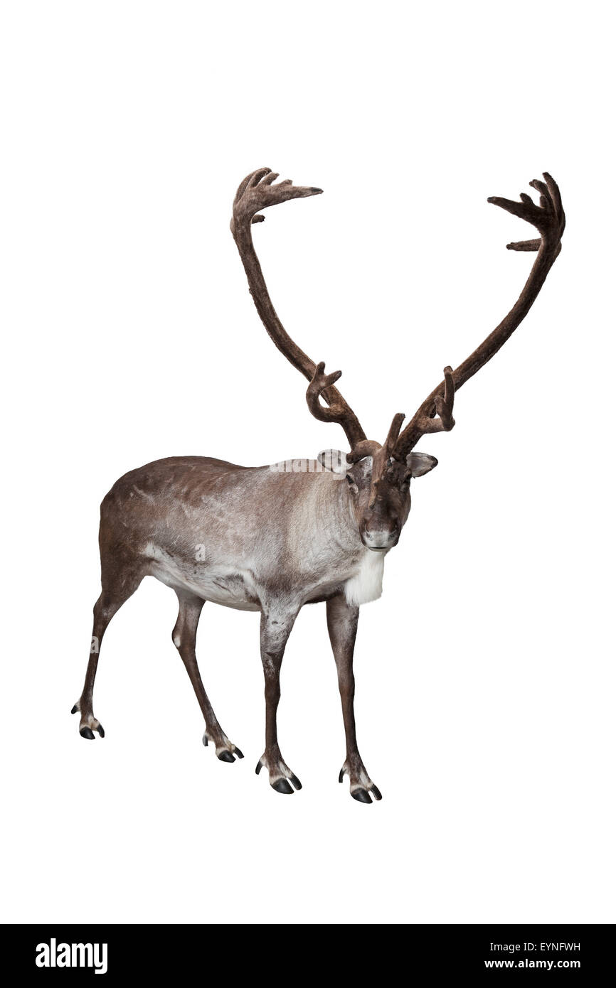 Male reindeer shot in studio isolated on white Stock Photo - Alamy