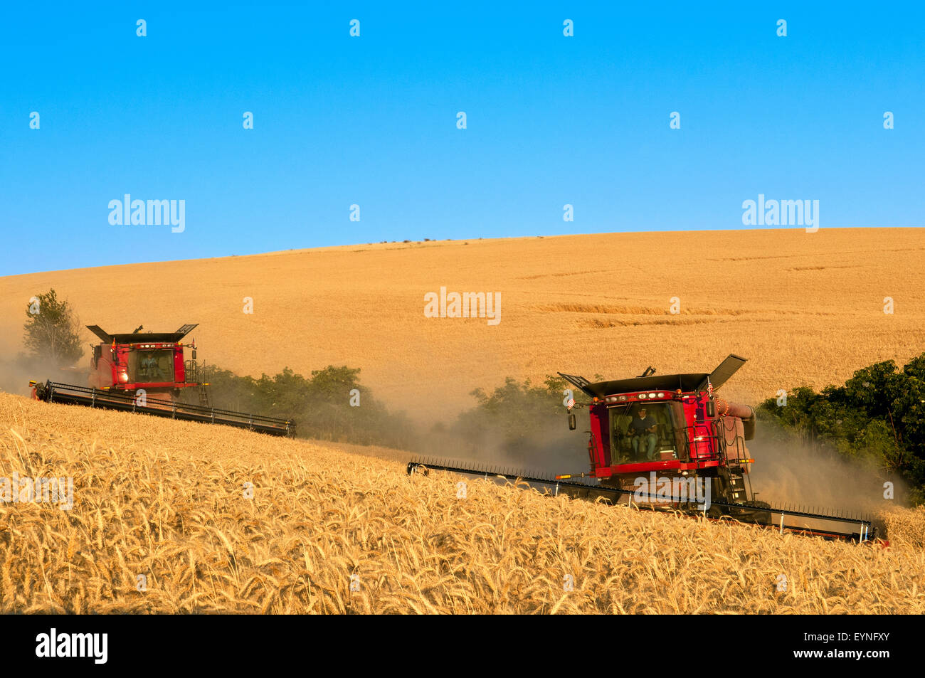 Multiple Case combines harvesting wheat on the hills of the Palouse ...