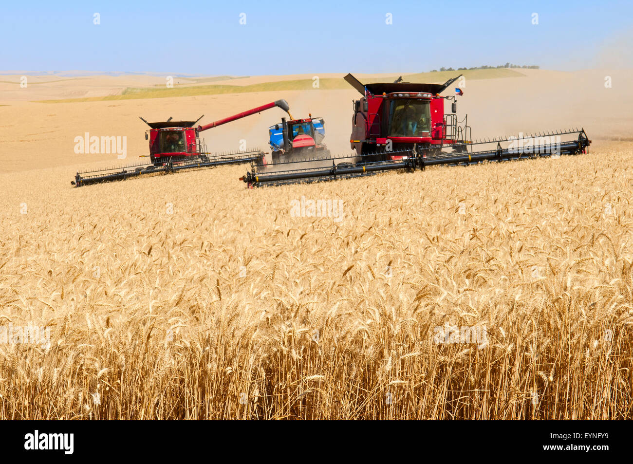 Multiple Case combines harvesting wheat on the hills of the Palouse ...