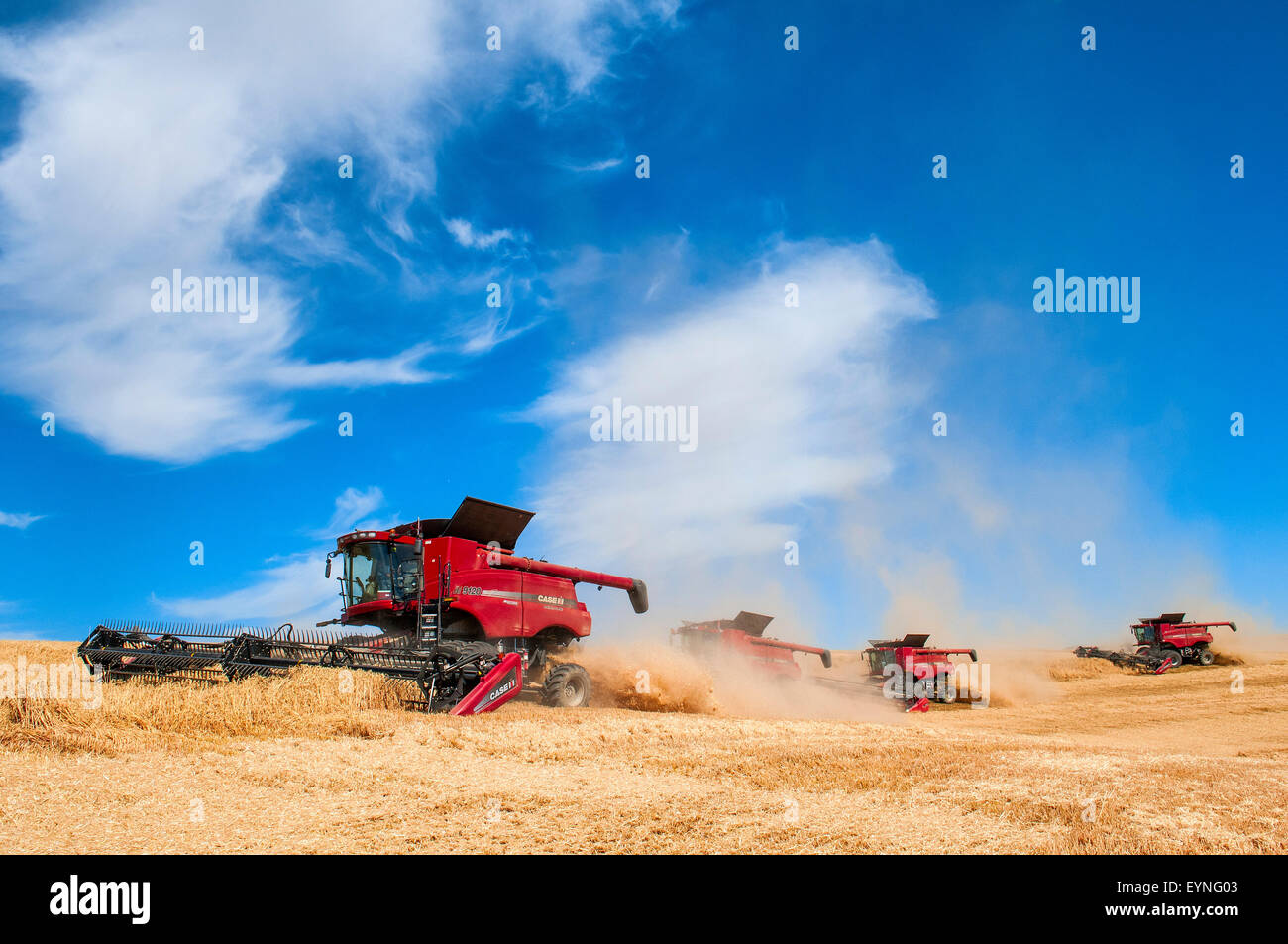 Multiple Case combines harvesting wheat on the hills of the Palouse ...